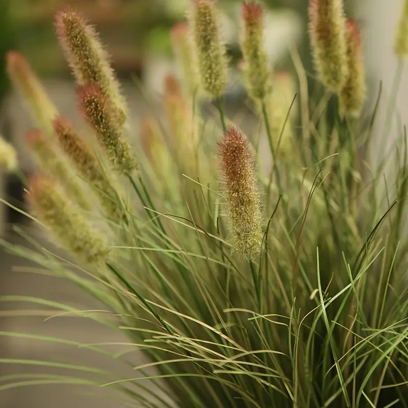 Faux Foliage – Equator