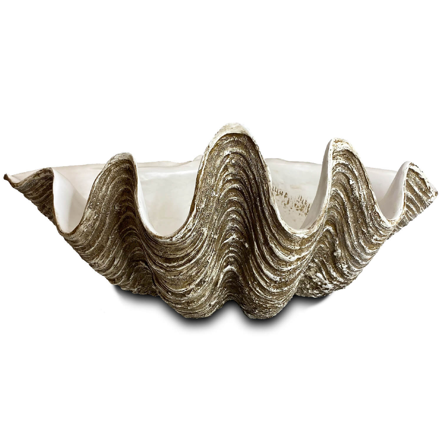 Giant Clam Shell Ornament (Natural) – Equator
